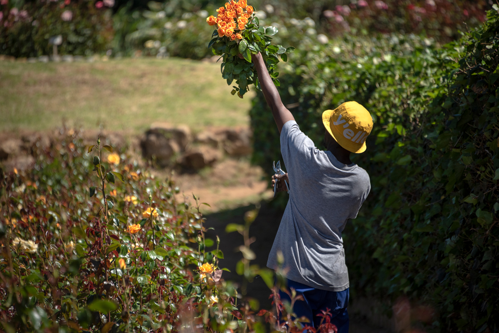 Farmstall, Chart Farm, Wynberg, Cape Town